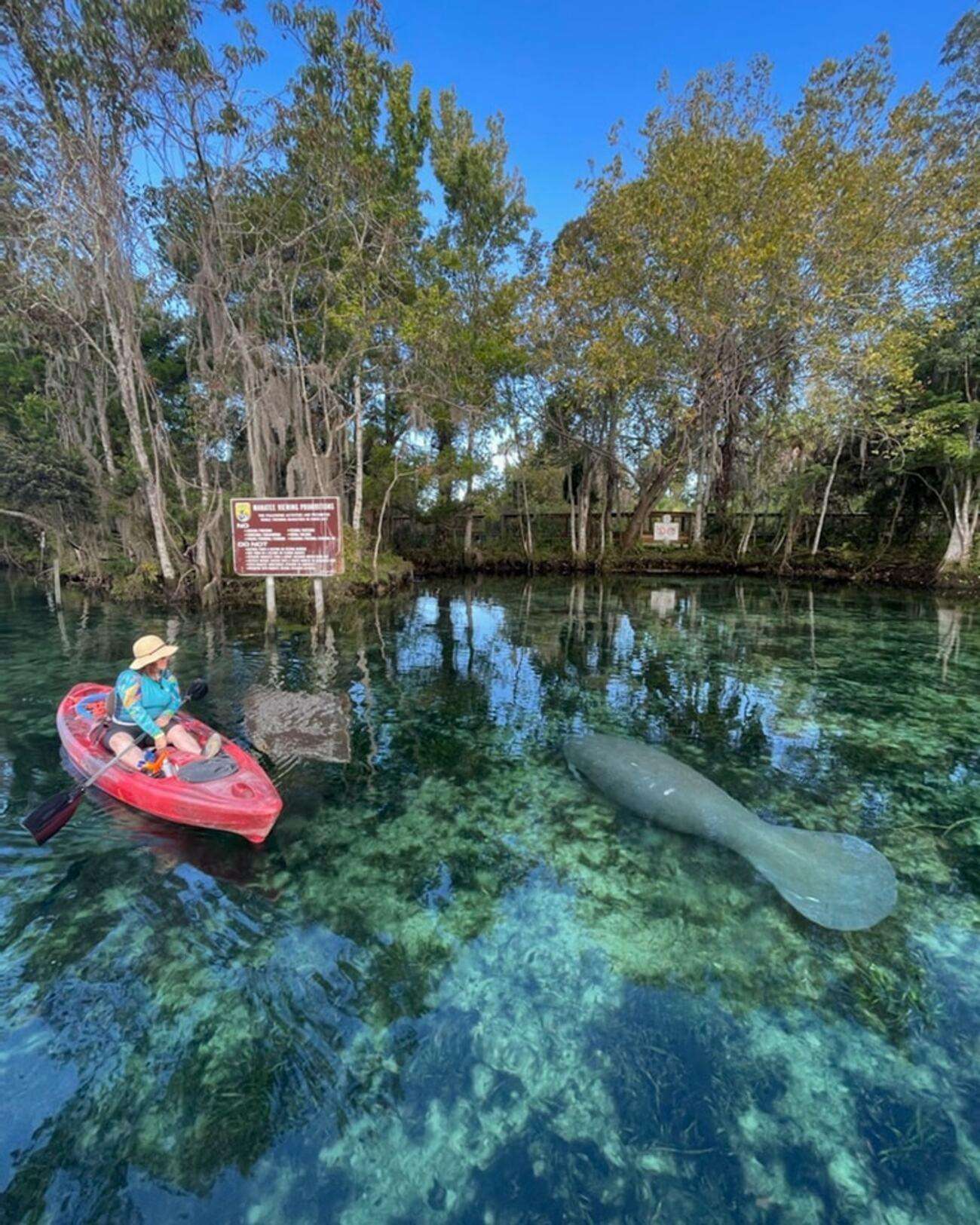 Crystal River: Kayak Rental | GetYourGuide