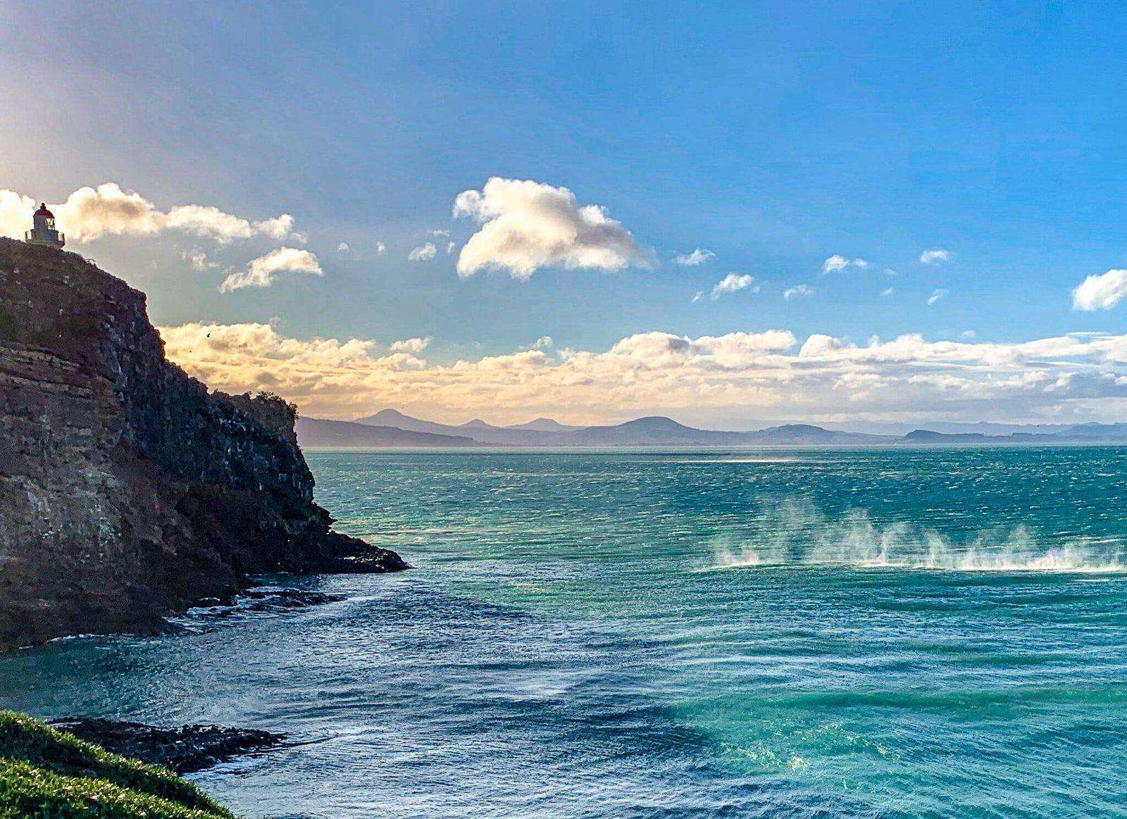 Dunedin City & Otago Peninsula Scenery Day Tour | GetYourGuide