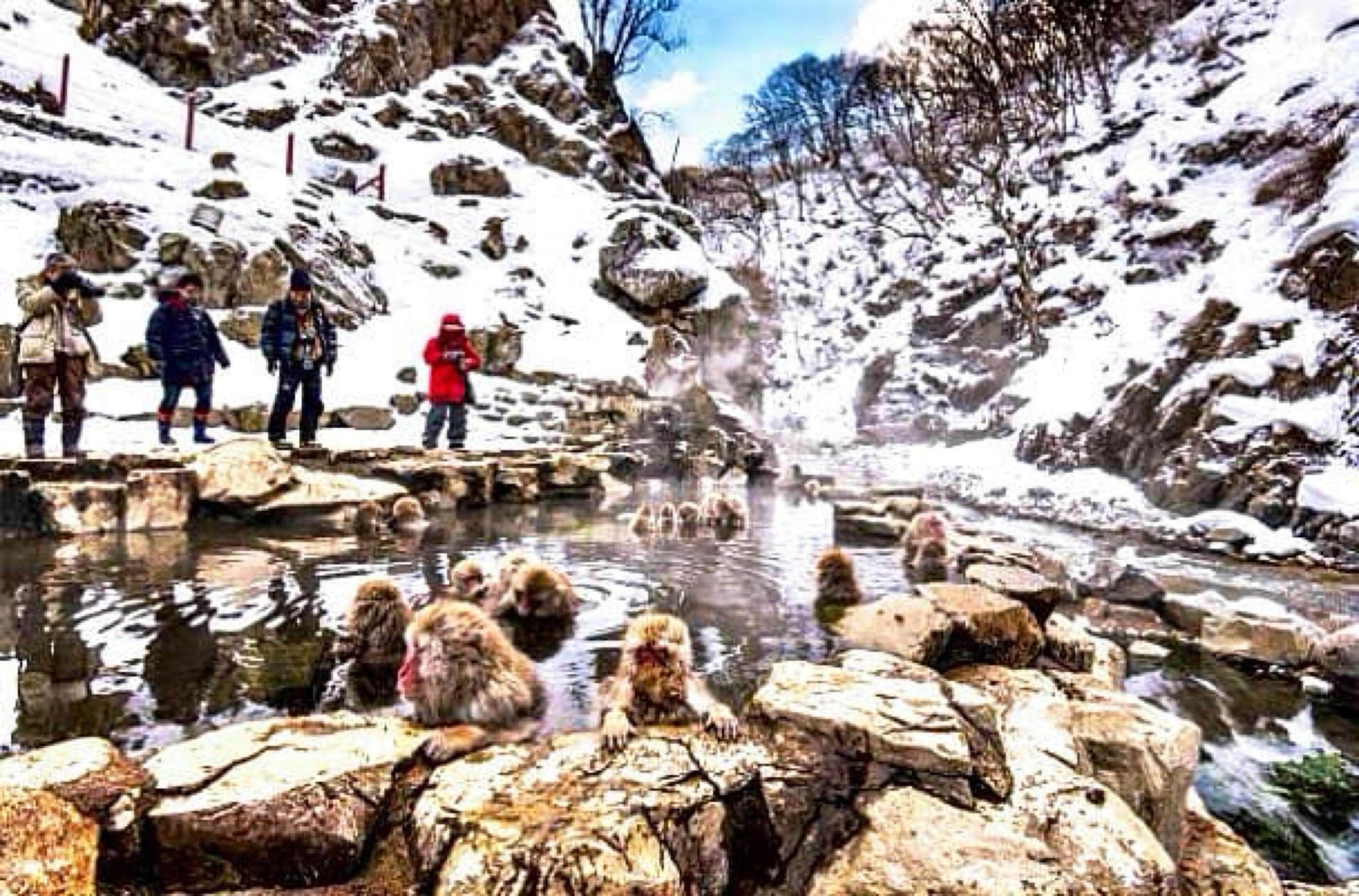 Tokyo'dan: Kar Maymunu Parkı ve Zenkoji Tapınağı Özel Turu | GetYourGuide