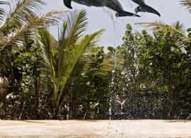 Ocean World Adventure Park, Puerto Plata - Book Tickets & Tours ...