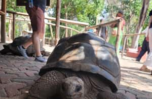 Dagtour naar Prison Island, Stone Town en Masingini Forest | GetYourGuide