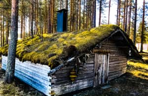 Rovaniemi: Experiența fermei de reni de vară | GetYourGuide