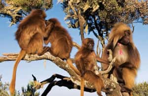 Ethiopia: 5-Day Ultimate Safari Expedition Guided Tour | GetYourGuide