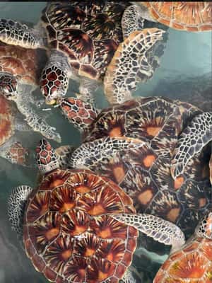 Zanzibar: Salam Cave, Prison Island en Mtende Tour | GetYourGuide