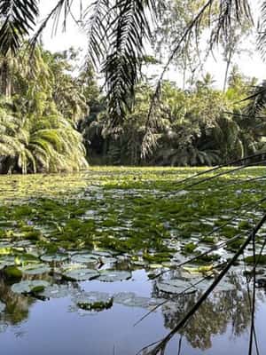 Zanzibar: Masingini Forest, Beekeeping & Mtende Beach Tour | GetYourGuide