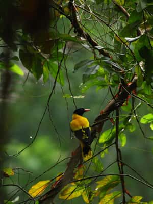 Minneriya National Park 4x4 Safari Wild Elephant Experience | GetYourGuide