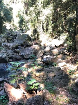 Brisbane: Springbrook and Mt Tamborine Glow Worm and Skywalk | GetYourGuide