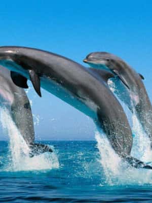 Zanzibar :Mnemba island Dolphin & Turtle Swim at Salam Cave | GetYourGuide