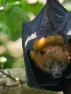 Isla de Pemba: tour por Chake Chake y Kidike con los murciélagos ...