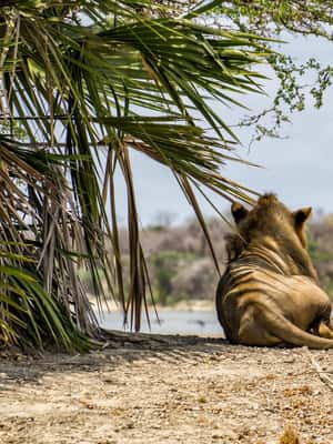 Från Zanzibar: 3-dagars Selous Safari, åktur med båt och bushwalking ...