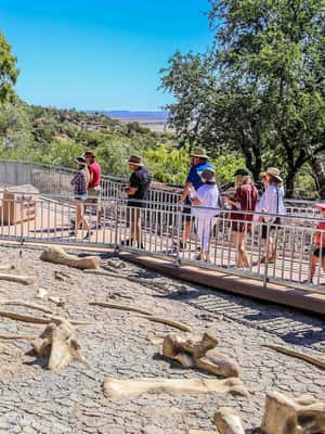 Winton: Age of Dinosaurs Museum Half Day Guided Transfer | GetYourGuide