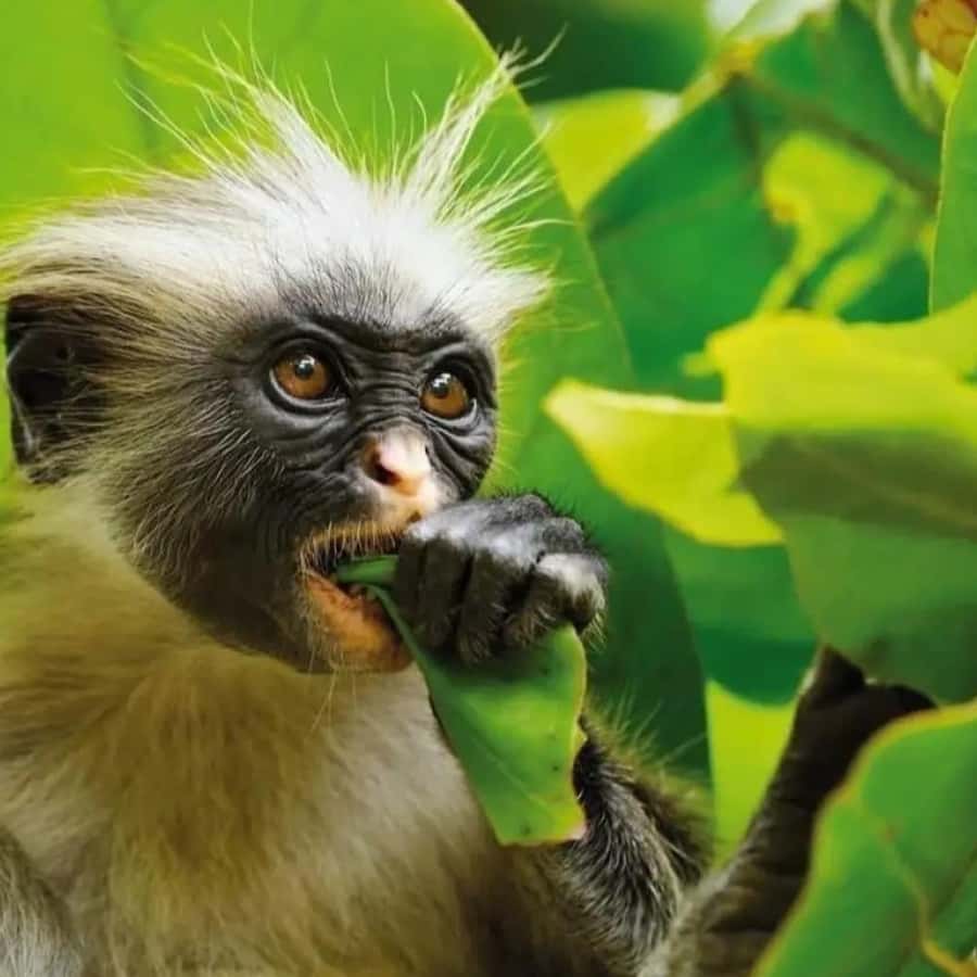 Zanzibar : forêt de Jozani et singes colobes rouges - Réservez dès ...