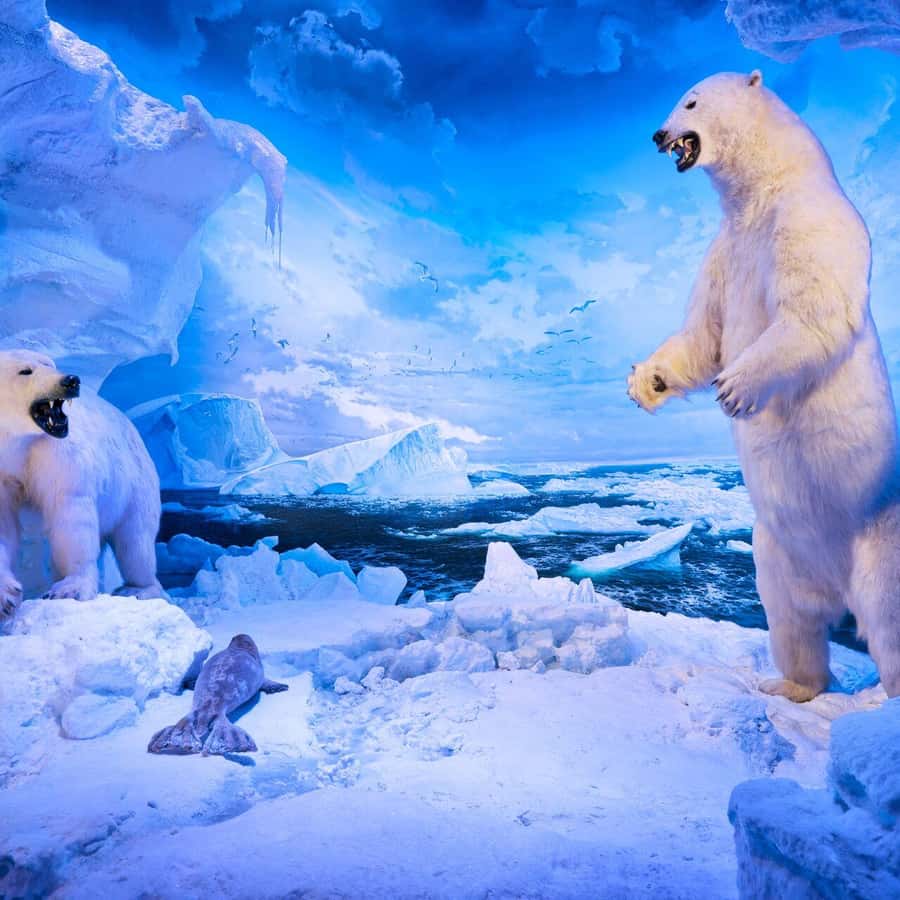 Springfield: Wonders of Wildlife National Museum & Aquarium | GetYourGuide