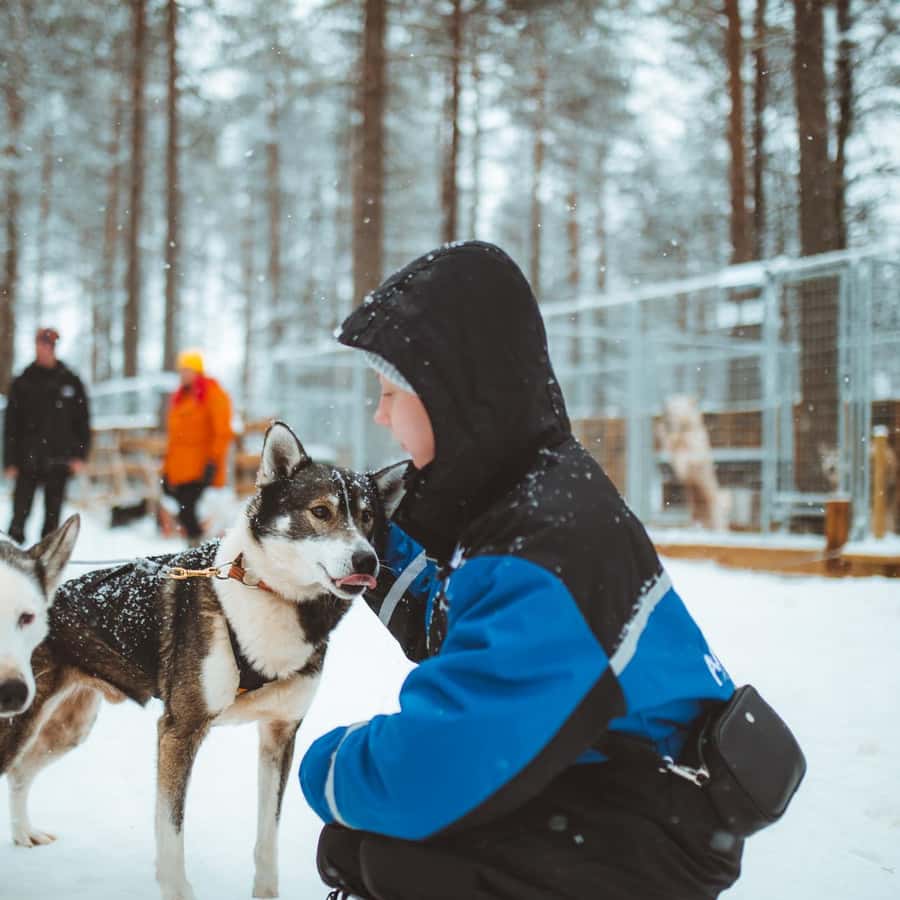 Rovaniemi: Early Winter Husky Sled Ride | GetYourGuide