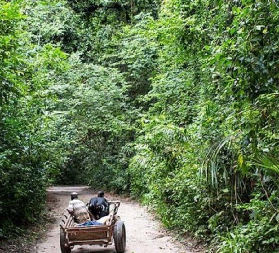 Pemba Island: Kojani Island, Ngezi Forest, & Spice Farm | GetYourGuide