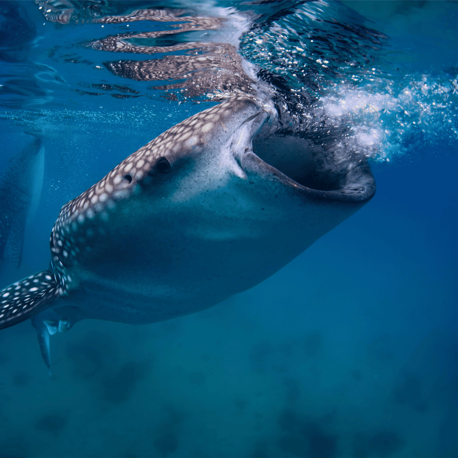 Cebu: Whale Shark, Monkey Sanctuary, & Moalboal Snorkel Tour | GetYourGuide