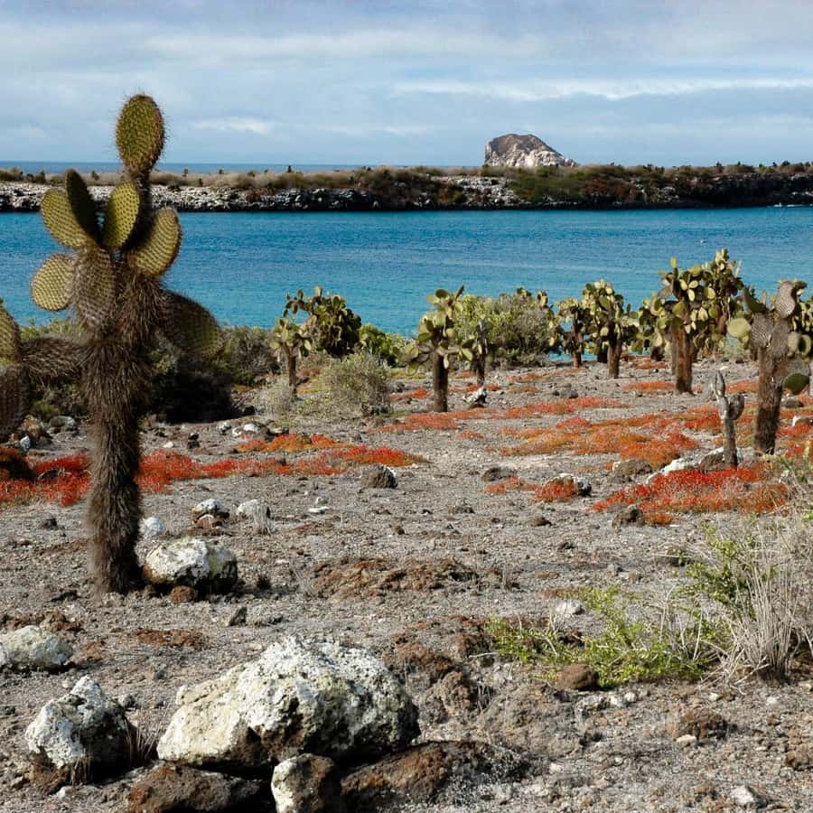 Galapagos : excursion guidée en yacht et plongée avec tuba à Puerto ...