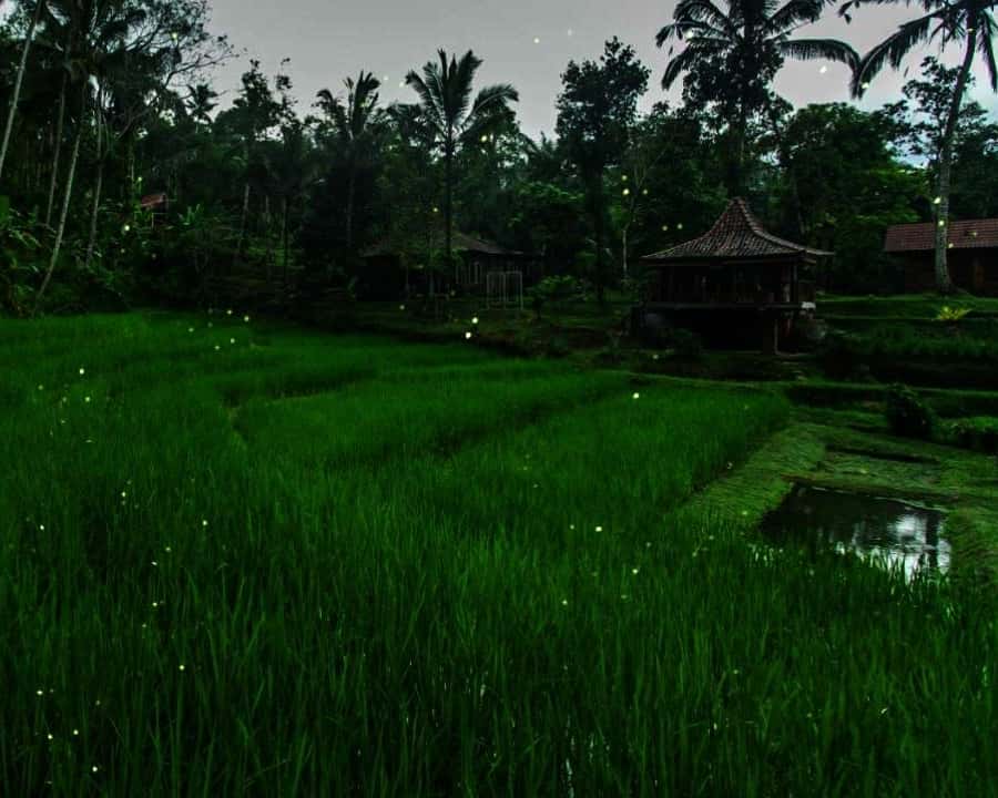 From Ubud: Evening Firefly Tour in Taro Village | GetYourGuide