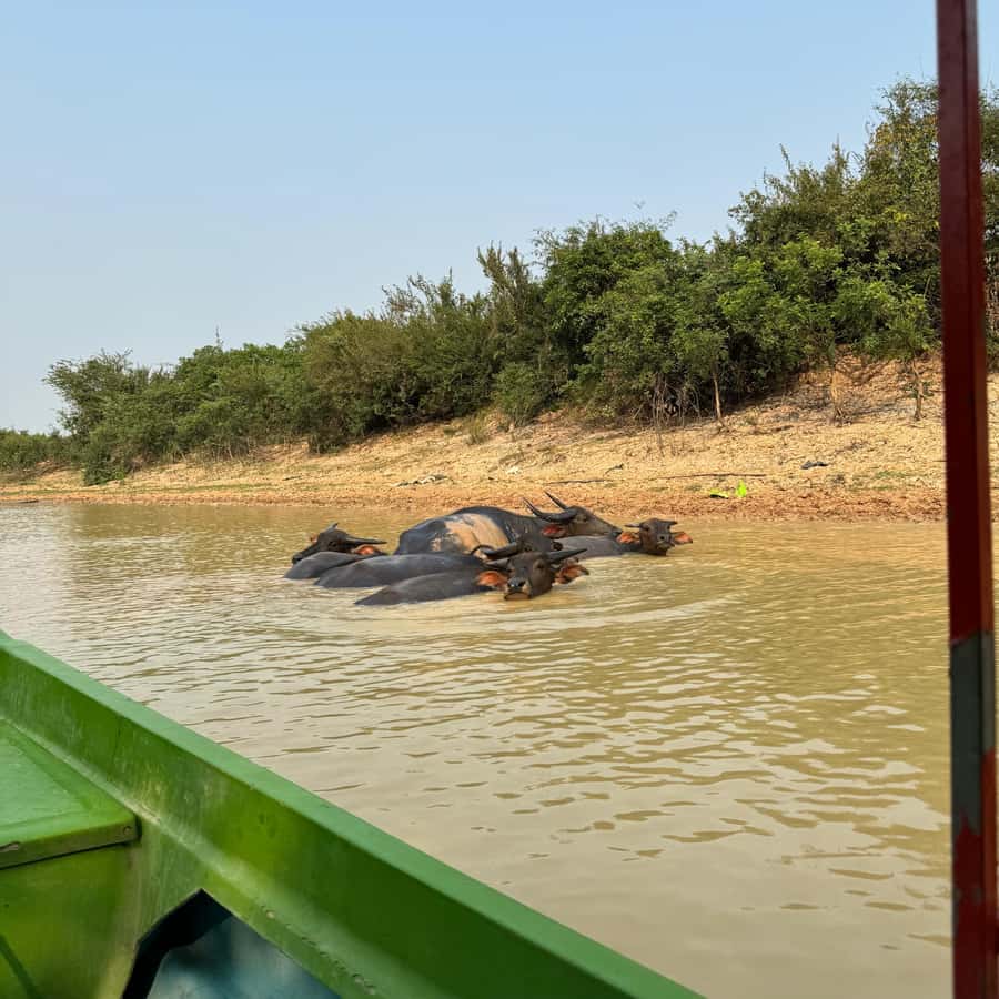 Kampong Phluk Floating Village & Tonle Sap Boat Tour. | GetYourGuide