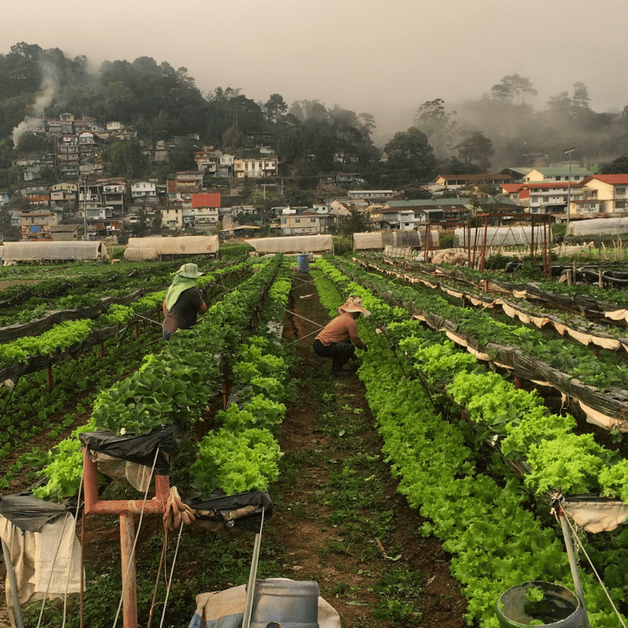 Manila: 3-Day Sagada, Baguio, & Banaue Rice Terraces Tour | GetYourGuide