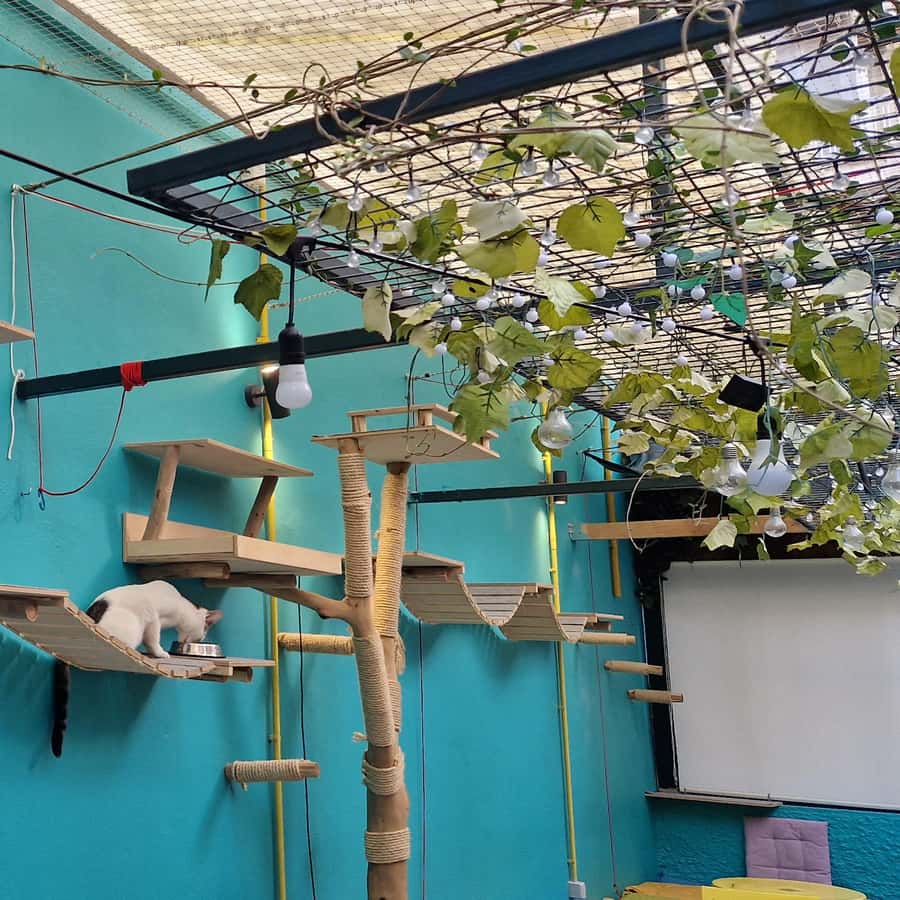 Athens: Cat Cafe Visit with Drink and Sweet | GetYourGuide