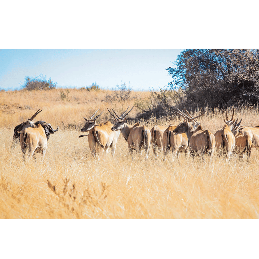 Bothongo Rhino and Lion Nature Reserve Self Drive | GetYourGuide