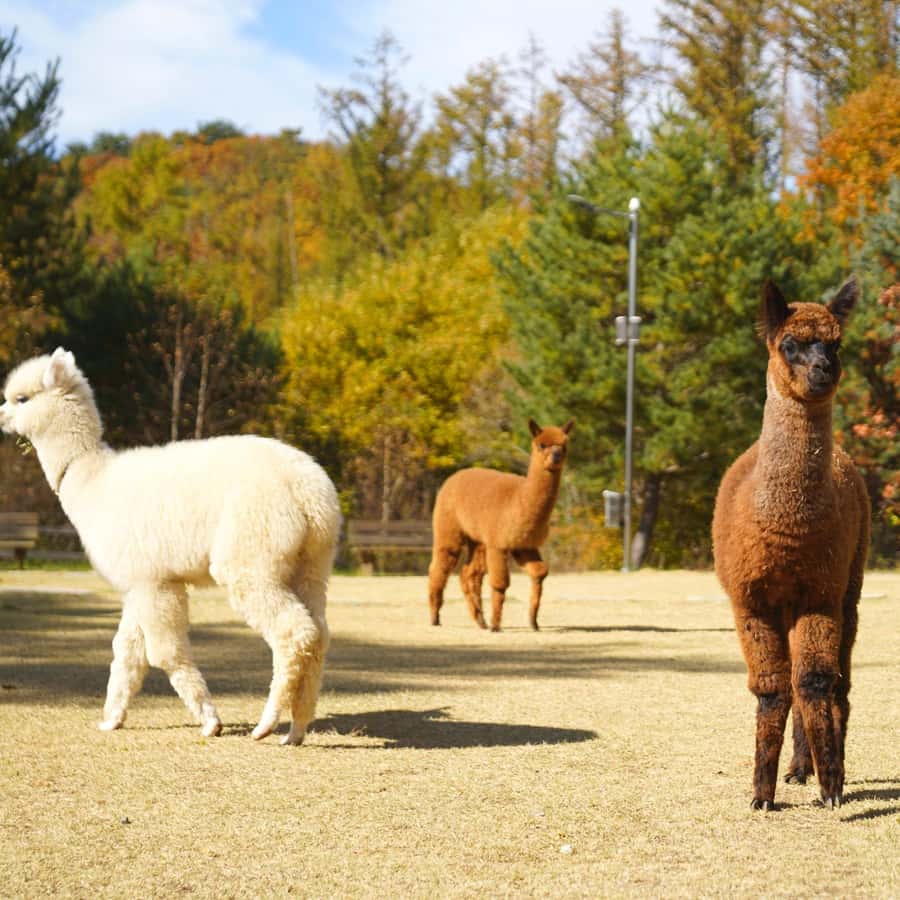 Seoul: Alpaca World & Nami Island optional Gangchon Railbike | GetYourGuide