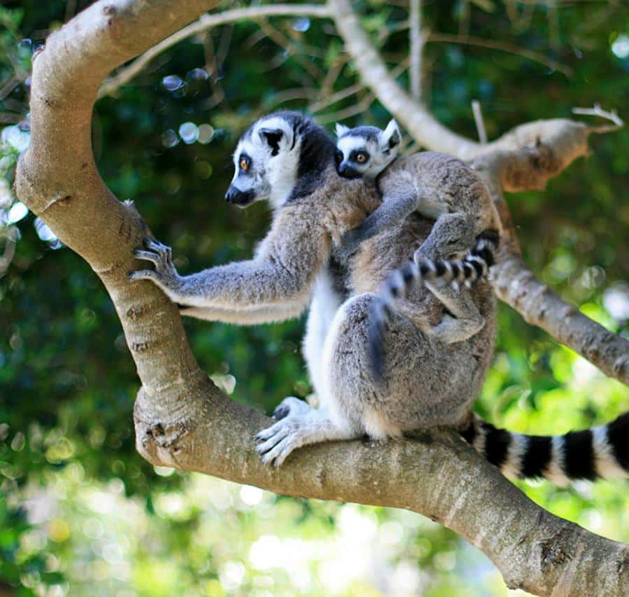 Lloc de Menorca Animal Park: Wildlife & Nature Experience | GetYourGuide