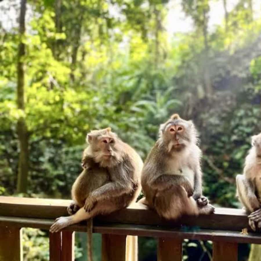 Ubud : forêt sacrée des singes, cascade, temple et balançoire ...