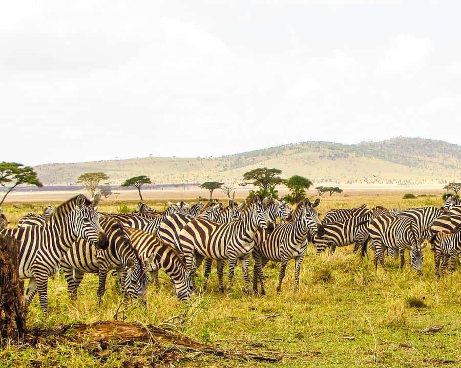 Safari en Mikumi, cascadas de Chizua y aldea masái. Tour de 3 días ...
