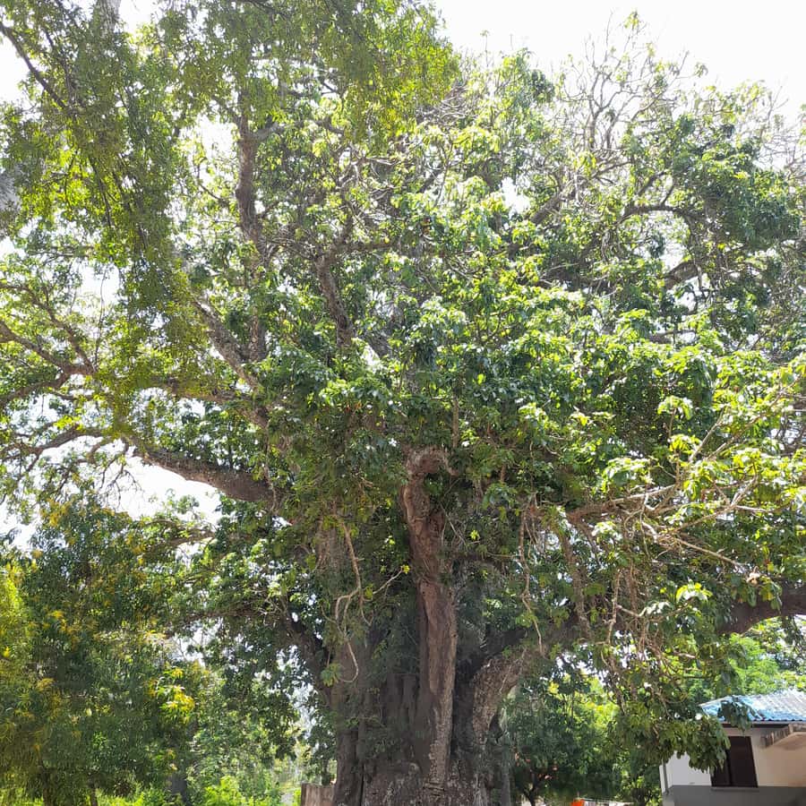 Zanzibar: Tumbatu Island Authentic Cultural Tour | GetYourGuide