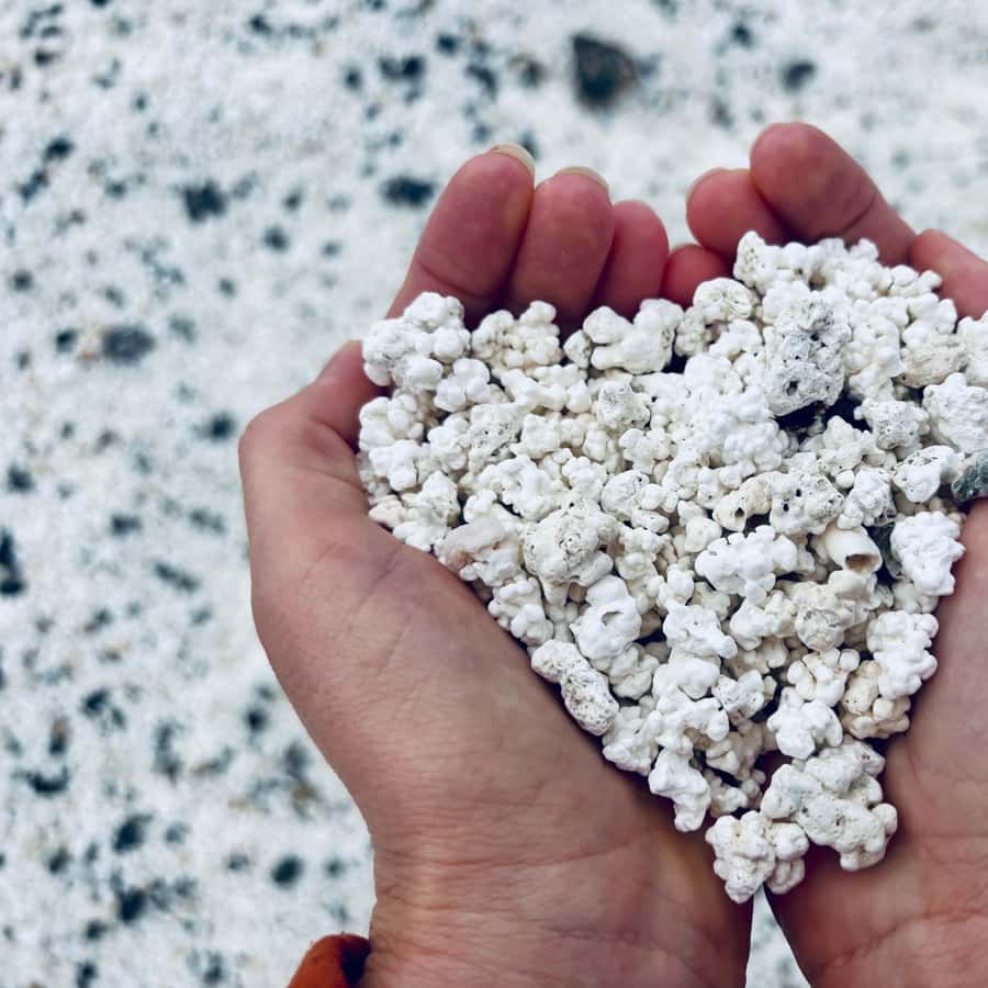 Île de Lobos, plage de Popcorn et circuit des dunes | GetYourGuide