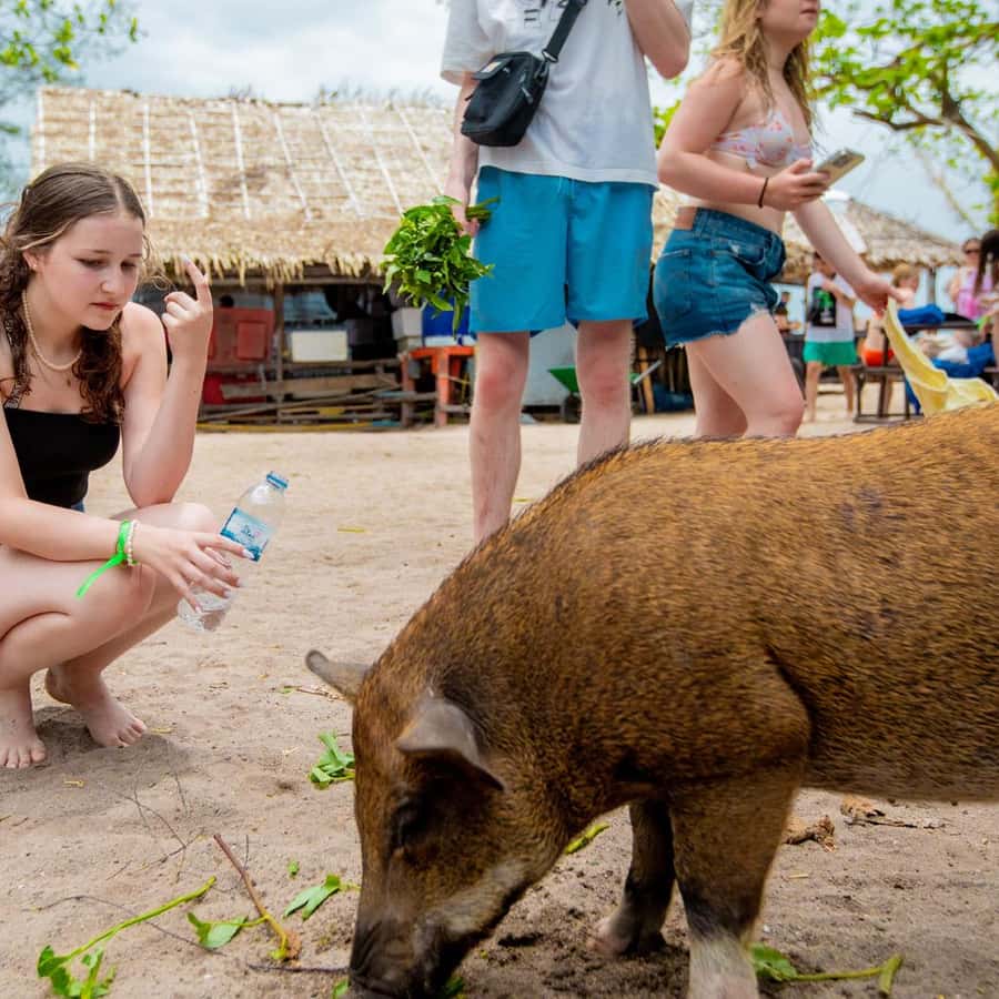 Koh Samui: Pink Dolphin Spotting & Pig Island Speedboat Tour | GetYourGuide