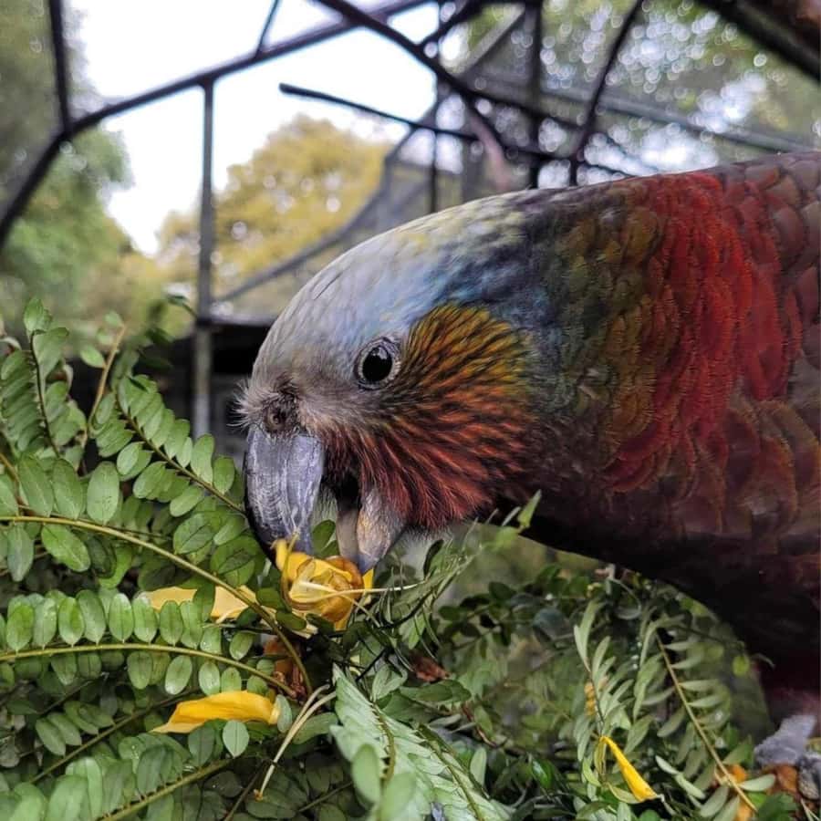 Dunedin City & Otago Peninsula Scenery Day Tour | GetYourGuide