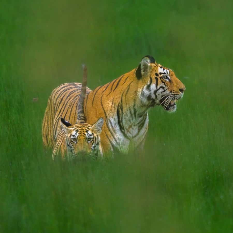Ranthambhore: Storytelling Tiger Safari & Village Tour | GetYourGuide