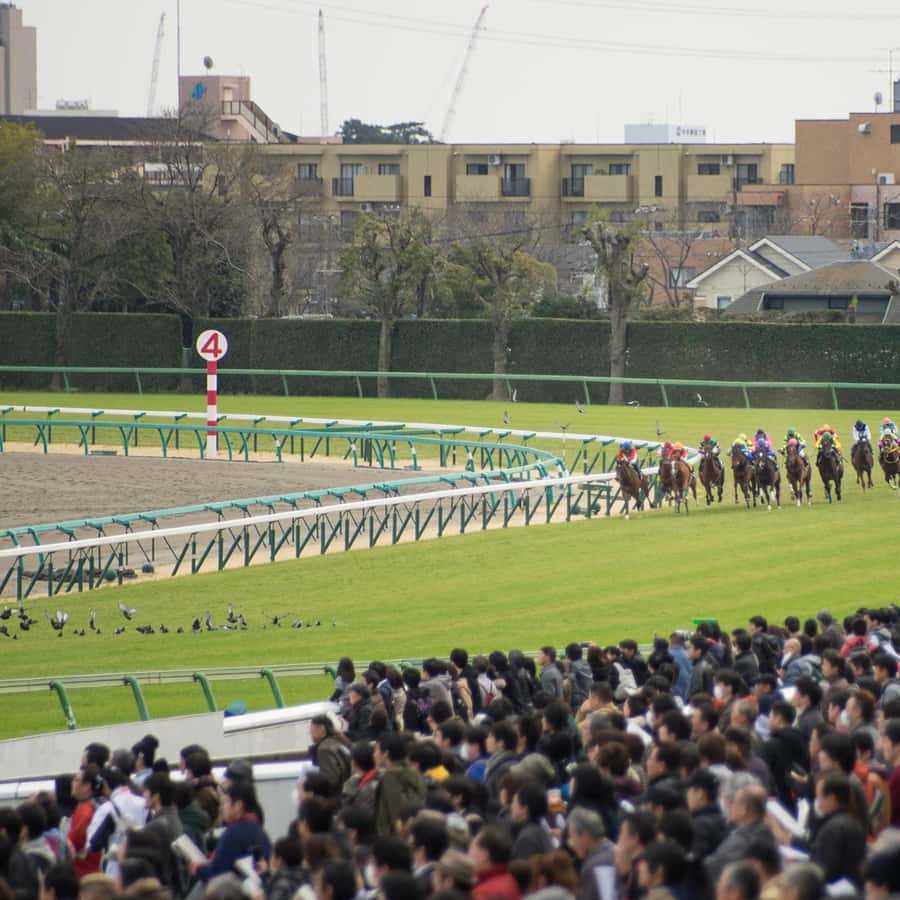 Tokyo: Horse Racing Private Tour – Win and Fun | GetYourGuide