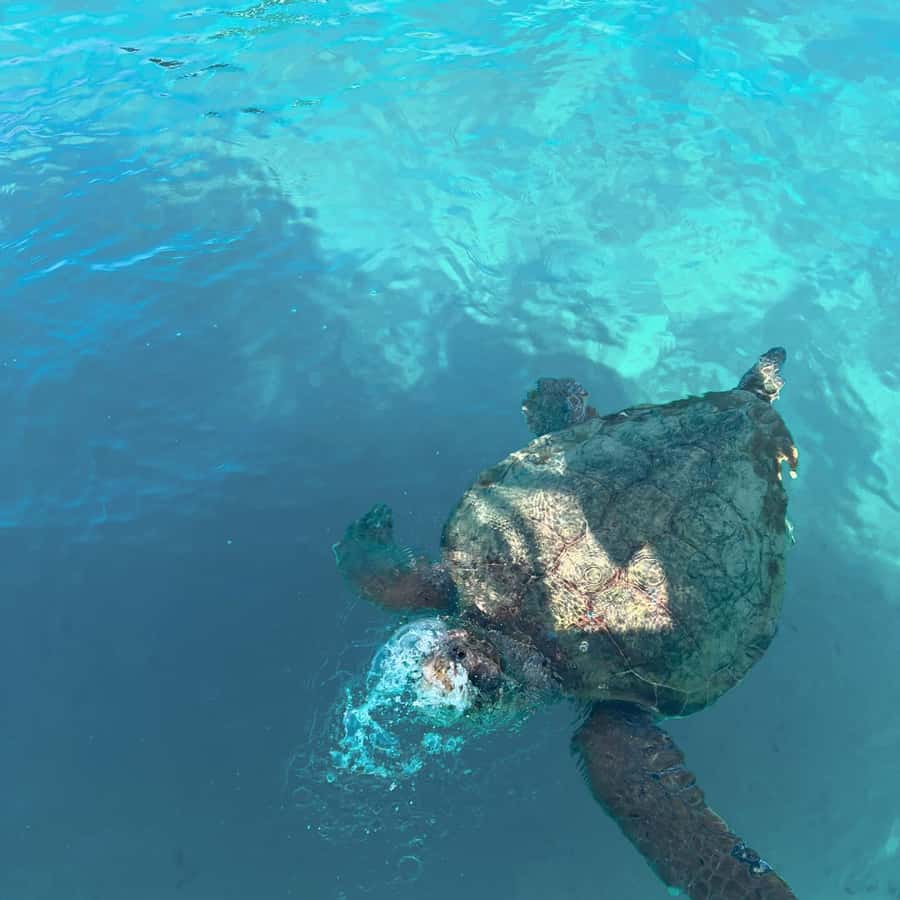 Zakynthos: Turtles, Marathonisi & Keri Caves Speedboat Tour | GetYourGuide