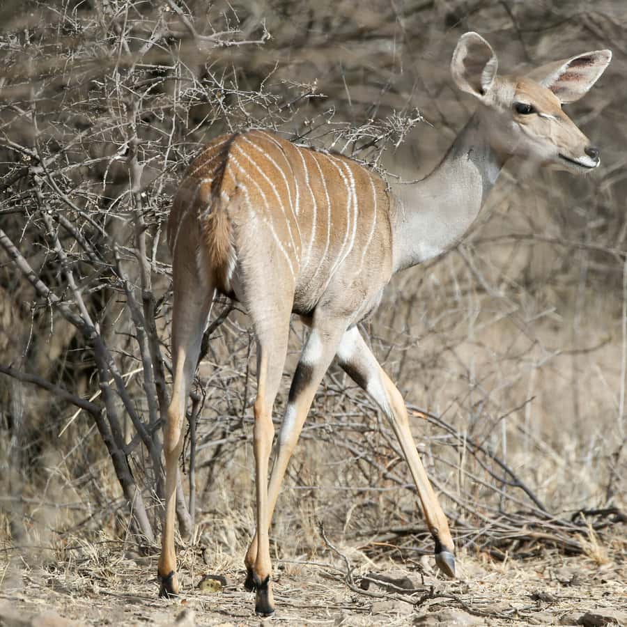 2 Days Awash National Park Safari Tours | GetYourGuide