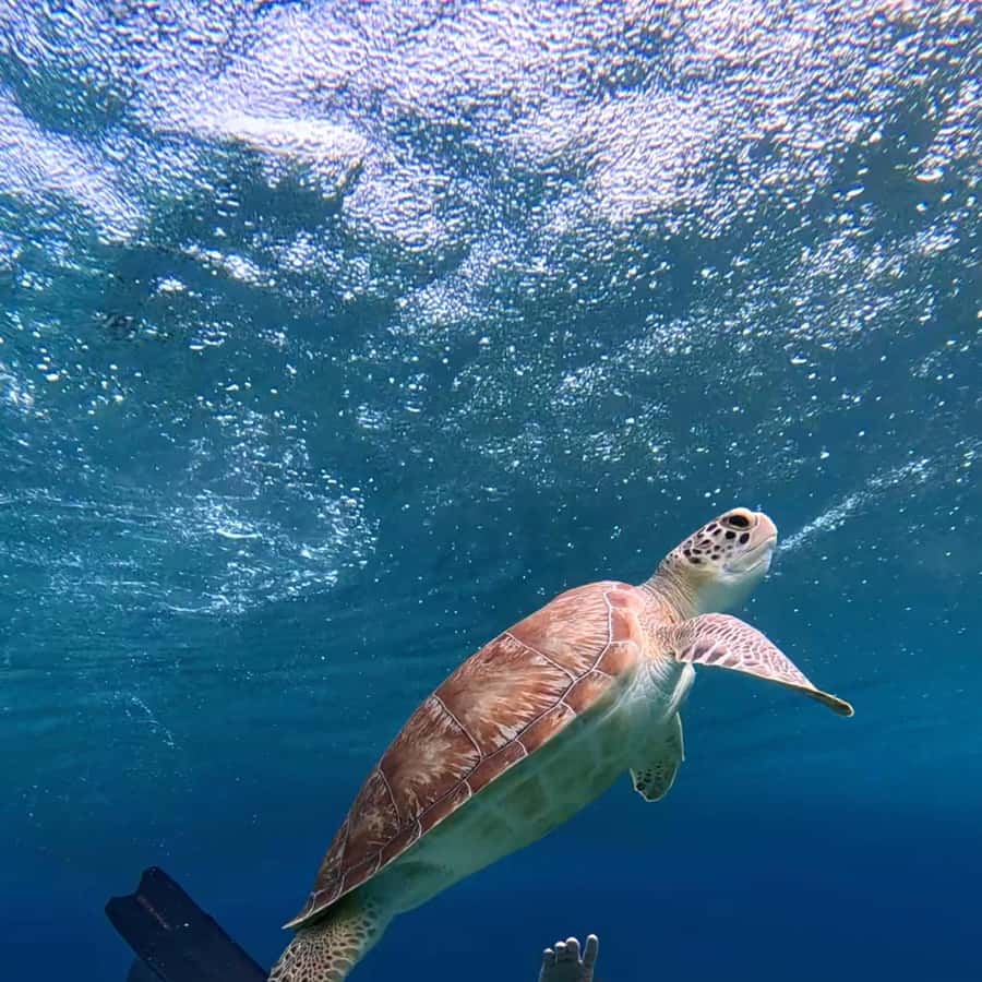 The Cozumel Turtle Sanctuary Snorkel Tour | GetYourGuide