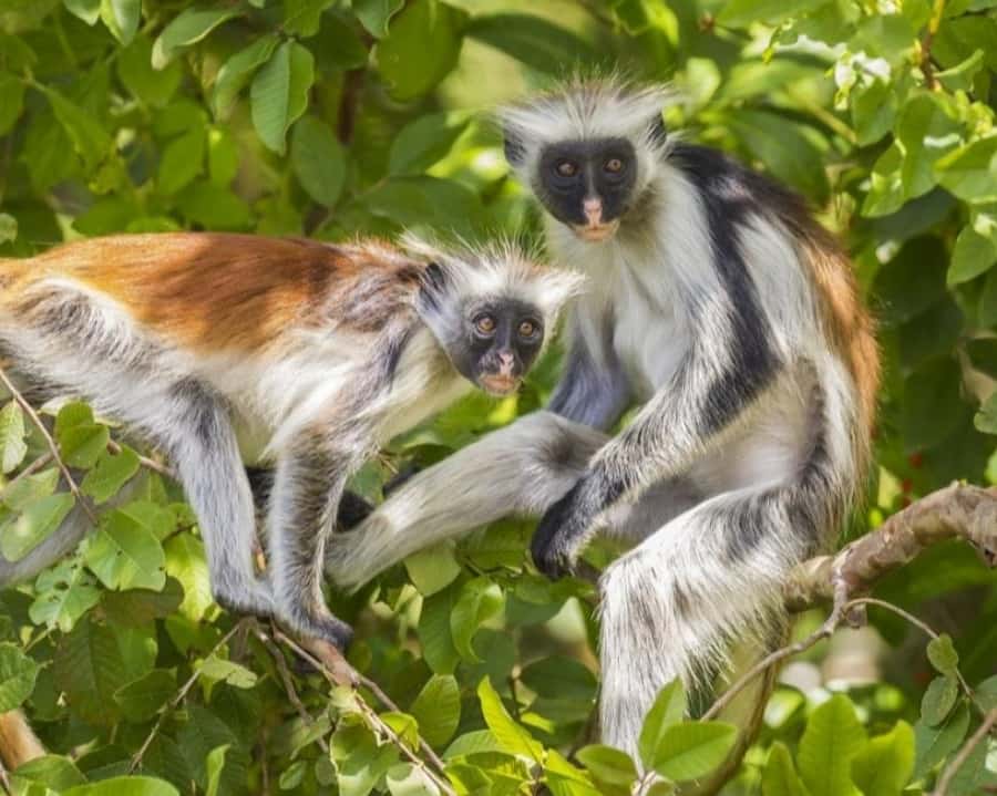 Isola di Pemba: Kojani Mangrove & Ngezi Forest Wildlife Safari ...