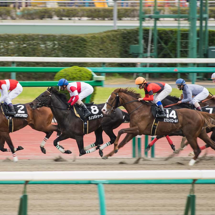 Tokyo: Horse Racing Private Tour – Win and Fun | GetYourGuide