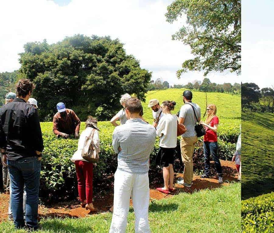 Full Day Kiambethu Tea Farm Tour | GetYourGuide