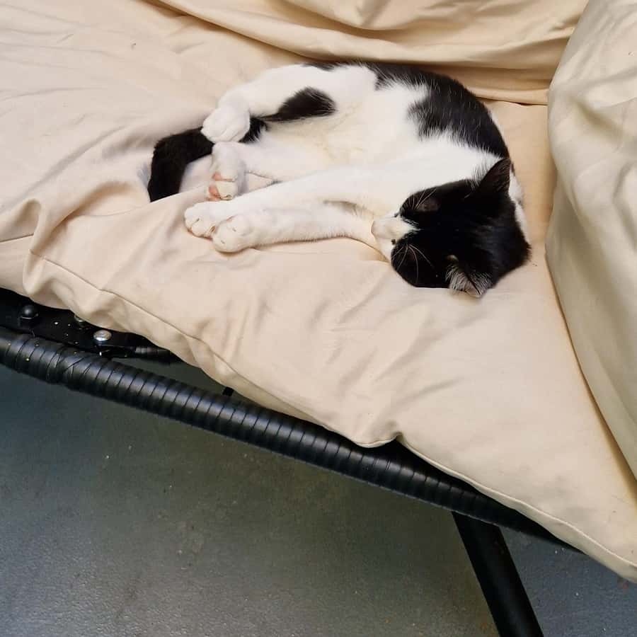 Athens: Cat Cafe Visit with Drink and Sweet | GetYourGuide