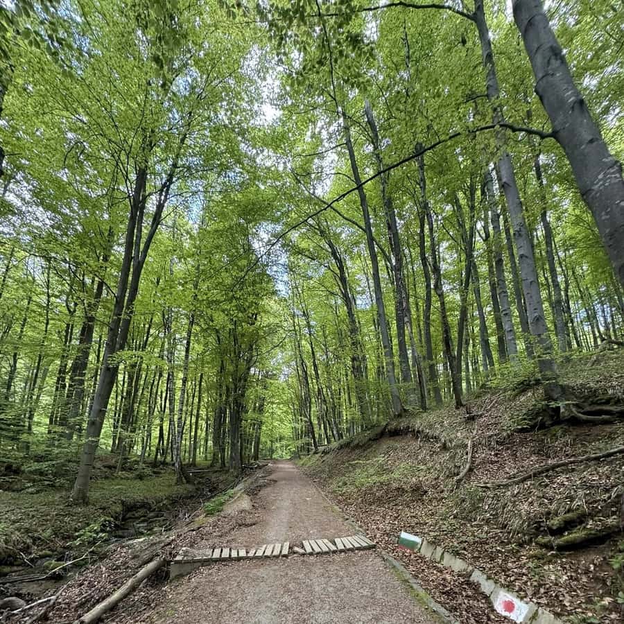 Sofia: Leichte, mittelschwere oder schwere Trailrunning-Tour auf dem Vitosha-Gebirge | GetYourGuide