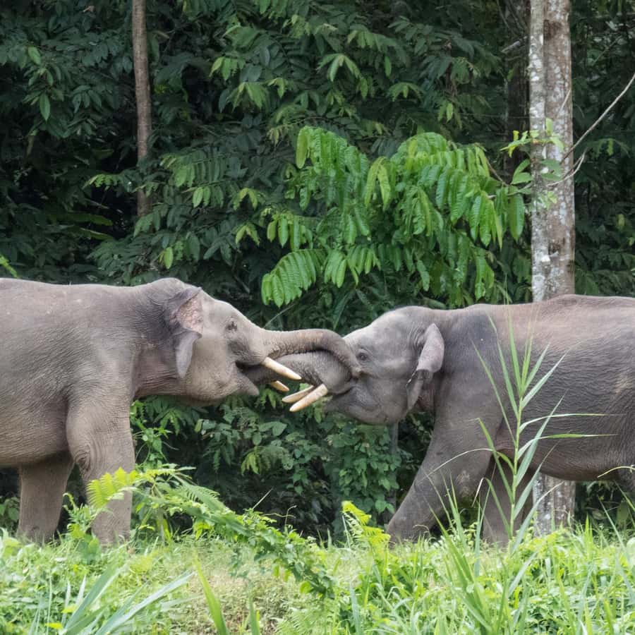 Sandakan: 3D2N The Wild Heart of Borneo River Secrets | GetYourGuide