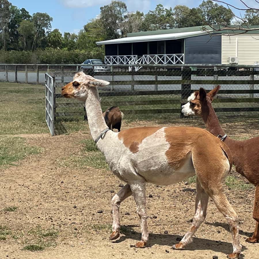 Airlie Beach: Hopper Sightseeing Bus with Lunch | GetYourGuide