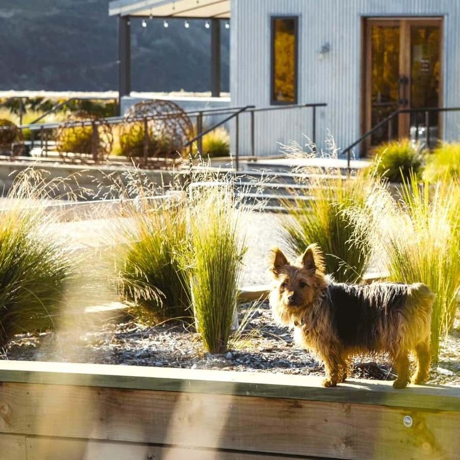 Queenstown: Wine Hopper Flexible Wine Tour | GetYourGuide