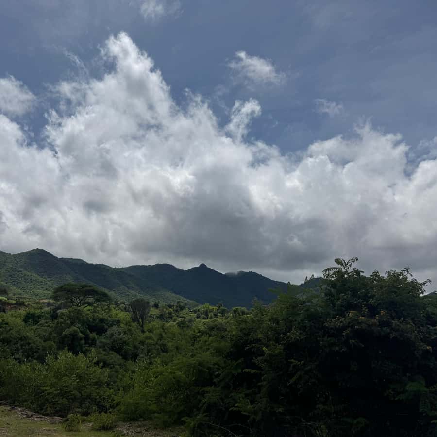 Addis Ababa: Menagesha Suba Forest Day Trip with Guide | GetYourGuide