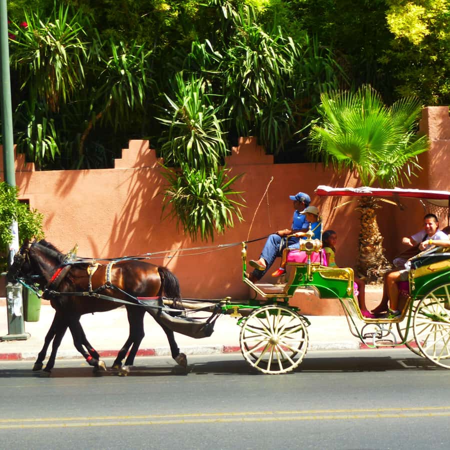 Marrakech : Découvrez la ville lors d'une promenade en calèche d'une ...