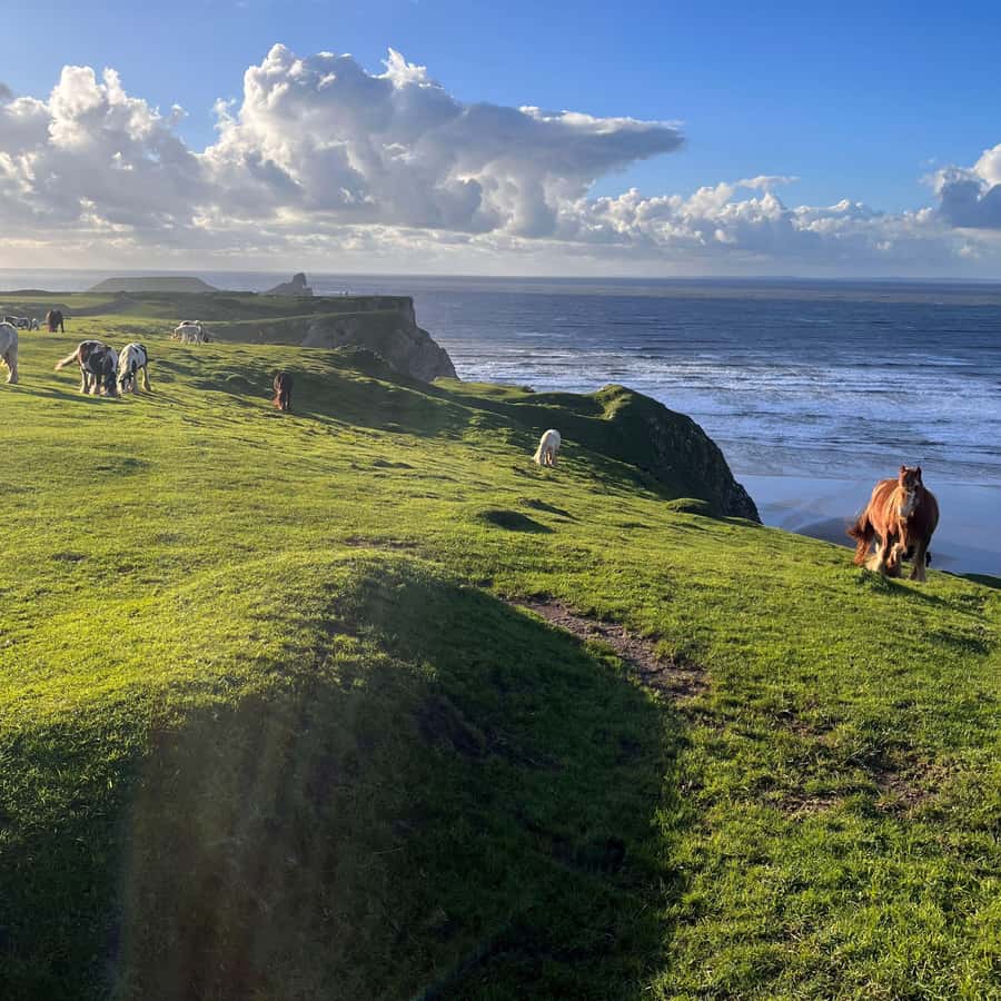Cardiff: Gower Peninsula's Cliffs & Bays Scenic Day Tour | GetYourGuide